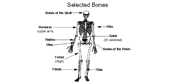 chapter-6-general-anatomy-workbook-answers-sukamilajarto